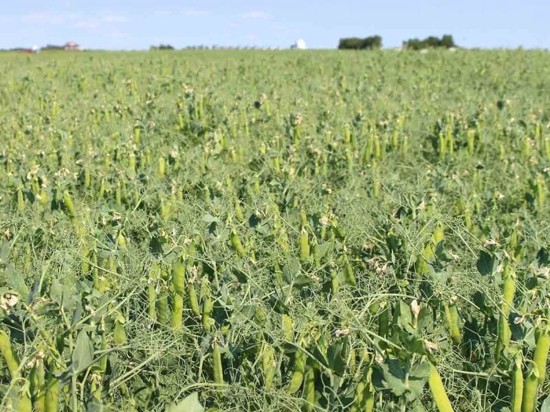 Become a Member - Farm & Food Care Saskatchewan