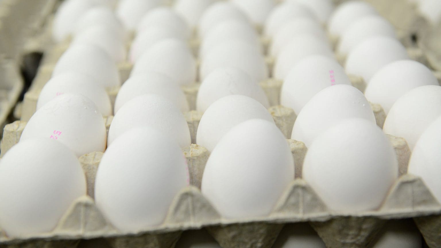 Eggs from Farm to Table - Farm & Food Care Saskatchewan