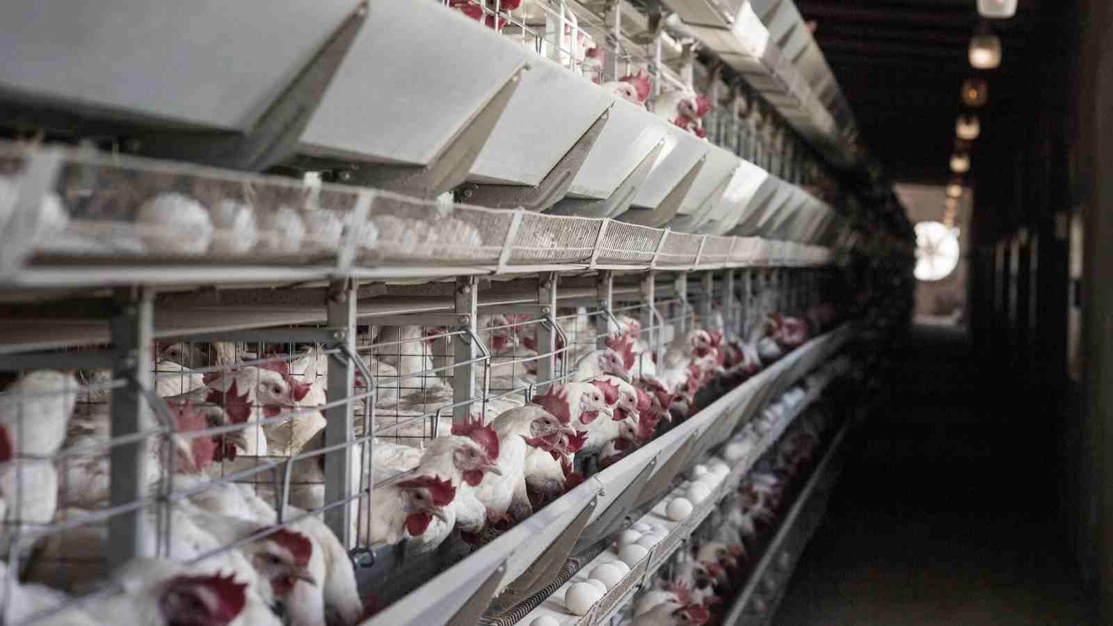 How are laying hens cared for? - Farm & Food Care Saskatchewan