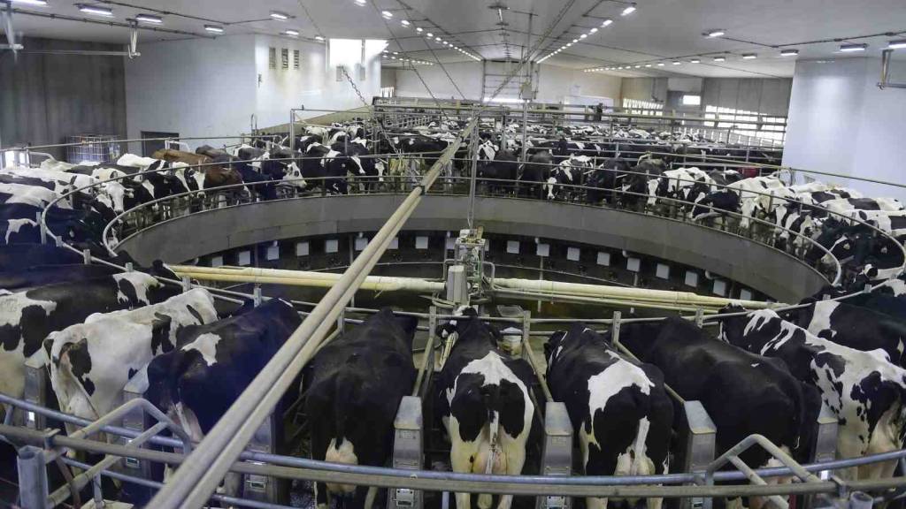 Dairy Cattle on the Farm - Farm & Food Care Saskatchewan