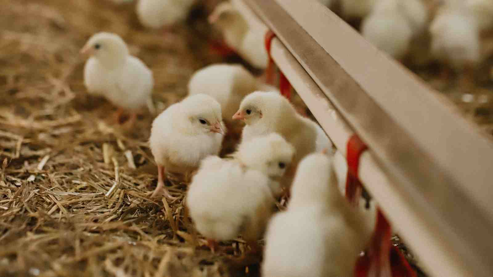 Chicken from Farm to Table - Farm & Food Care Saskatchewan