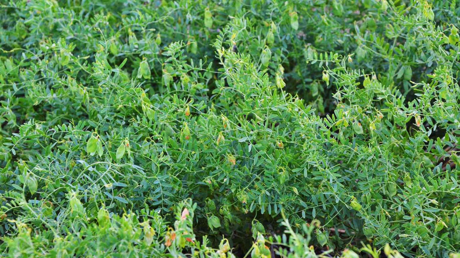 How Lentils are Grown - Farm & Food Care Saskatchewan