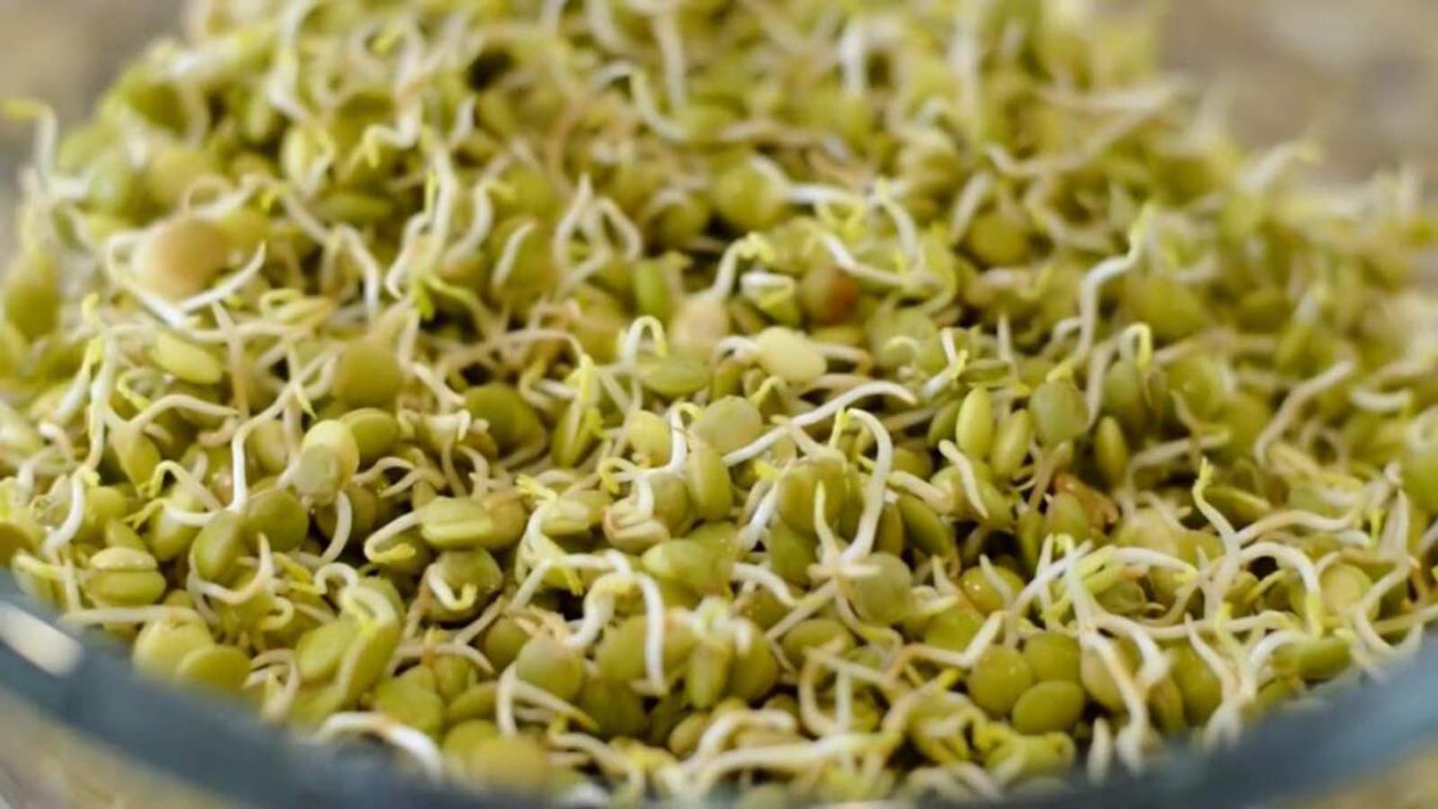 Learn How To Sprout Lentils - Farm & Food Care Saskatchewan