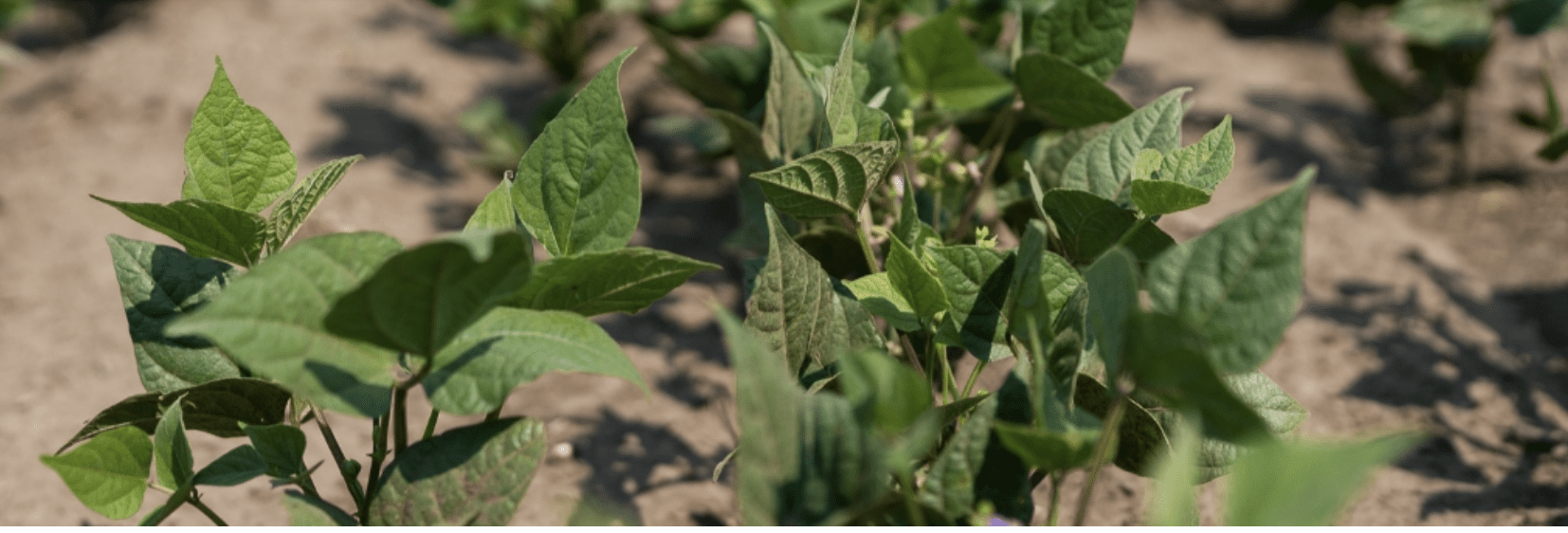 Webinar Series: Alternative Pulse Crops - Farm & Food Care Saskatchewan
