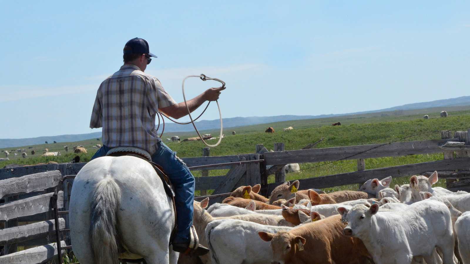 Open Innovation Day: Beef Cattle Ranch - Farm & Food Care Saskatchewan